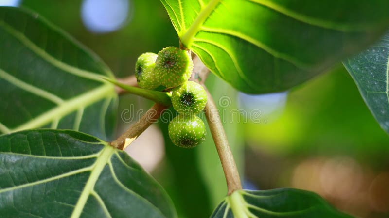 Ficus septica fruit stock image. Image of figs, hawili - 322559069