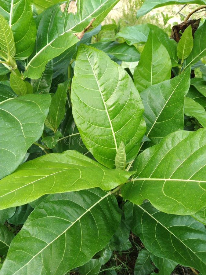 Ficus Septica Plants that Grow in Tropical Nature Stock Photo - Image ...