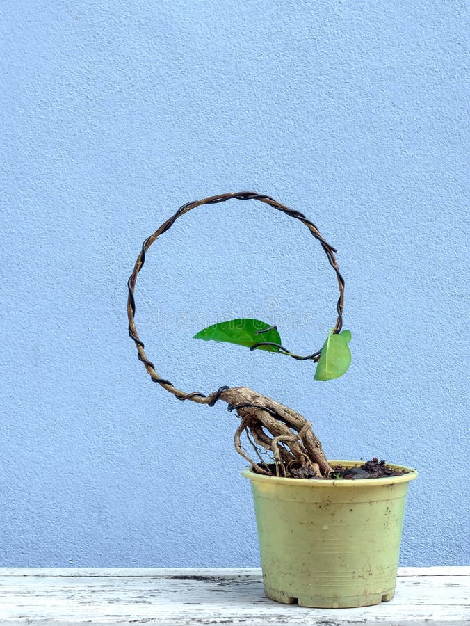Ficus Sp or Premna Start To Make Bonsai in Moon Concept Stock Photo ...