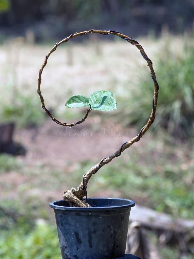 Ficus Sp or Premna Start To Make Bonsai in Question Mark Concept Stock ...