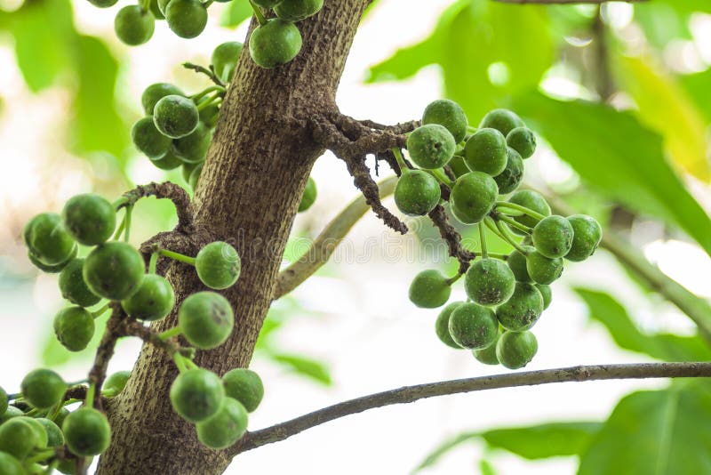 Ficus Spp.or Ficus Racemosa L. Stock Photo - Image of moraceae, focus ...