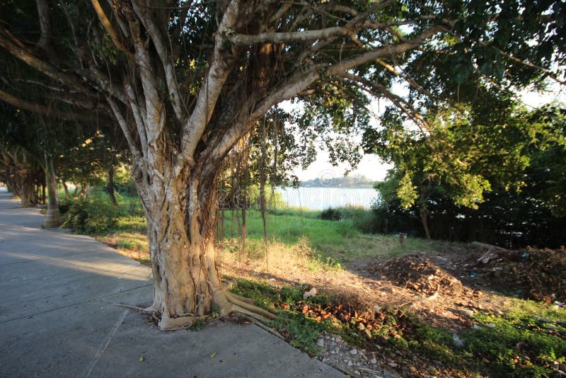 Ficus Tree stock image. Image of sidewalk, mexican, street - 166980957