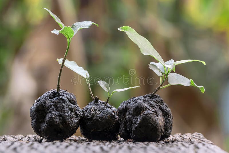 The Ficus Superba Seedlings are Planted for Planting Stock Photo ...