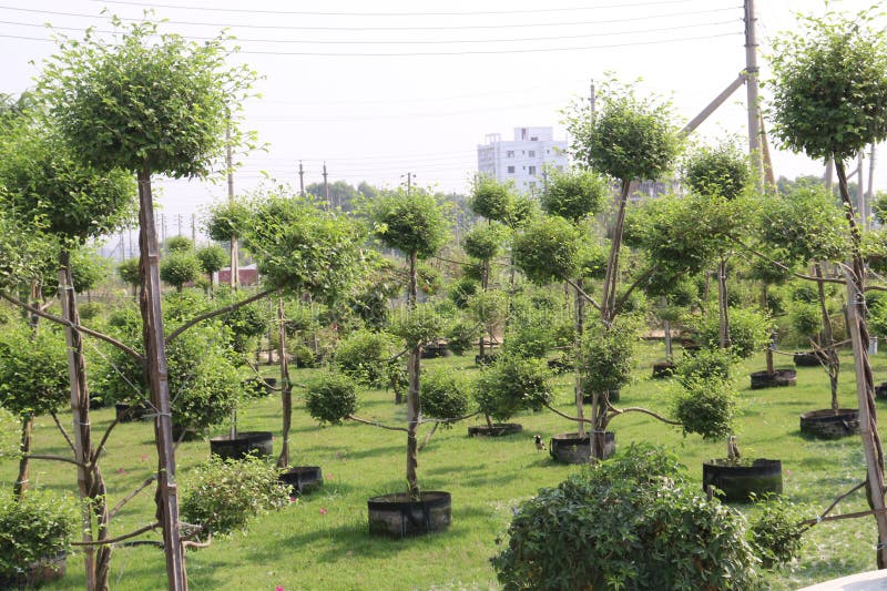 Ficus Topiary Tree Plant on Farm Stock Photo - Image of dwarf, height ...