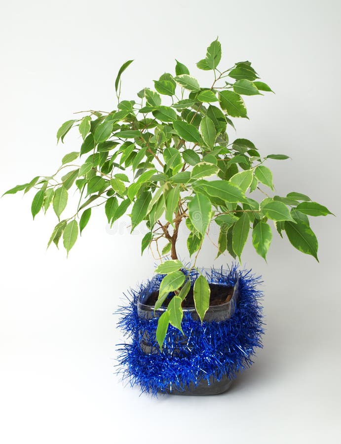 Ficus tree stock photo. Image of flower, green, plant - 12496892