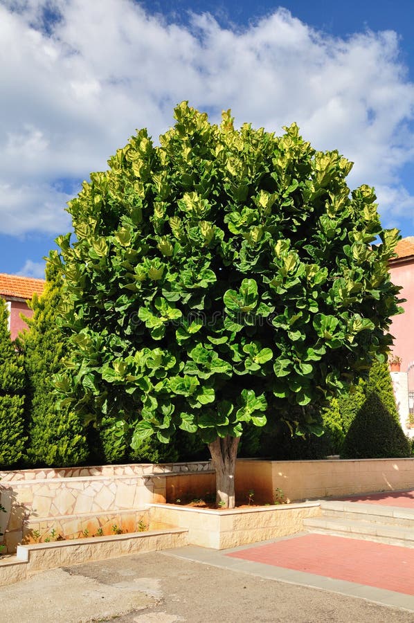 Ficus tree. stock photo. Image of ficus, cloud, outdoor - 22511378