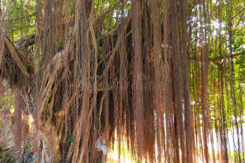 Ficus tree aerial root stock photo. Image of ficus, woods - 317047002