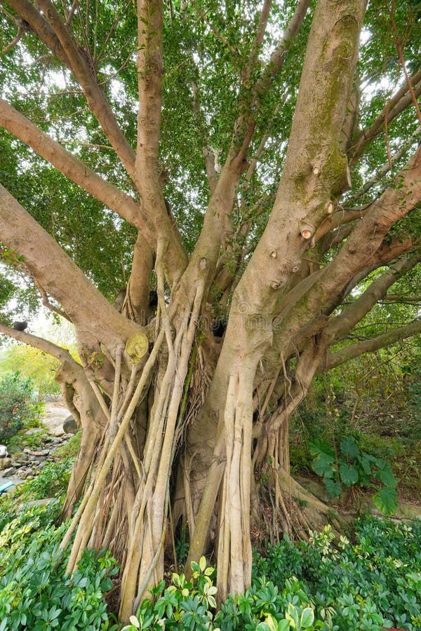 Ficus tree aerial root stock photo. Image of woods, nature - 317047048