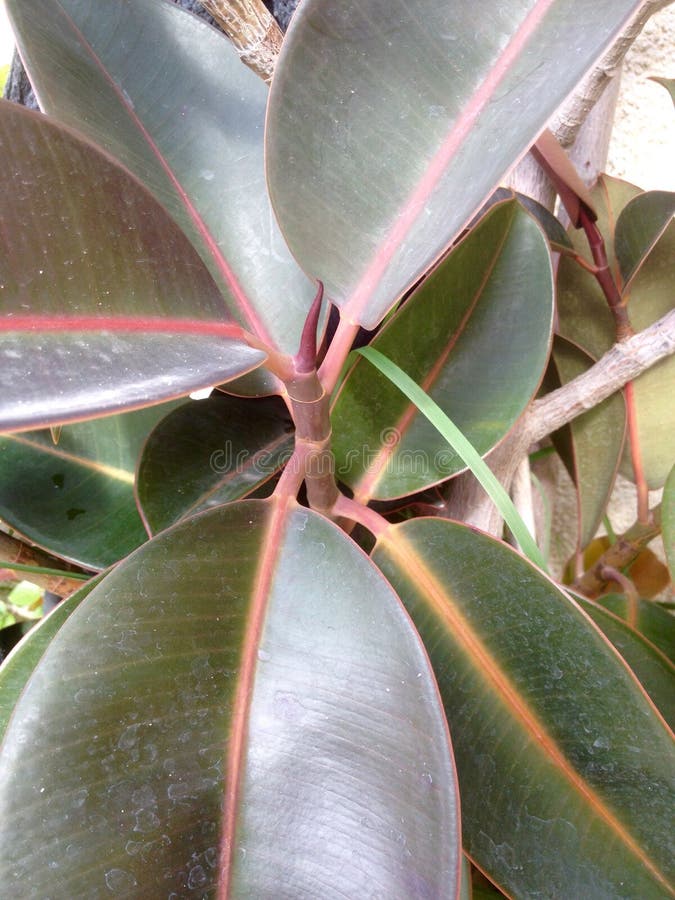Ficus Tree with Big Leaves. Stock Photo - Image of wild, ficus: 82863062