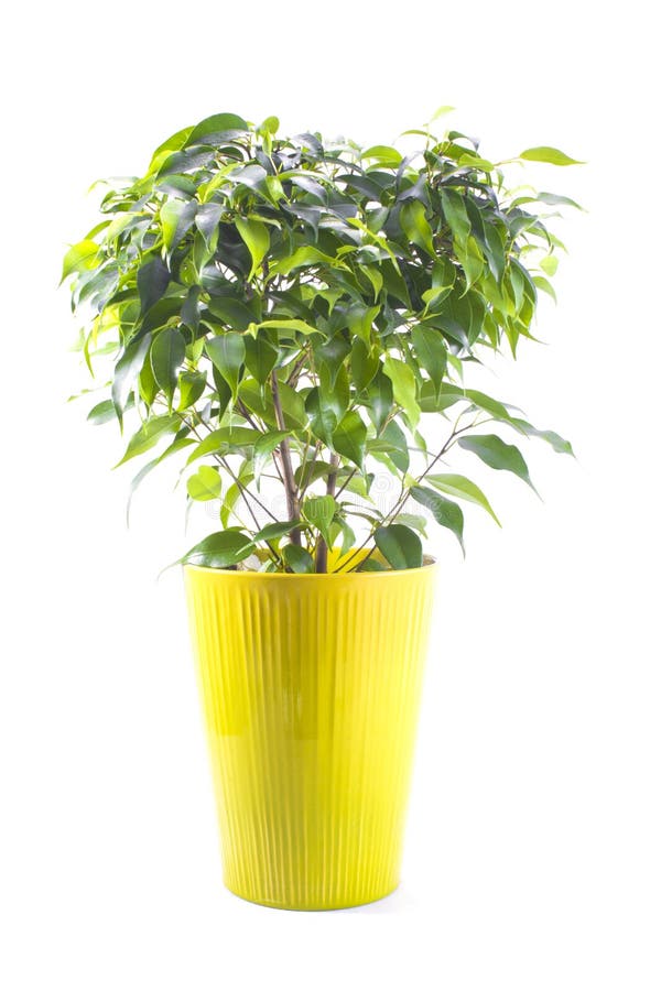 Ficus tree in pot stock image. Image of branch, object - 17733191