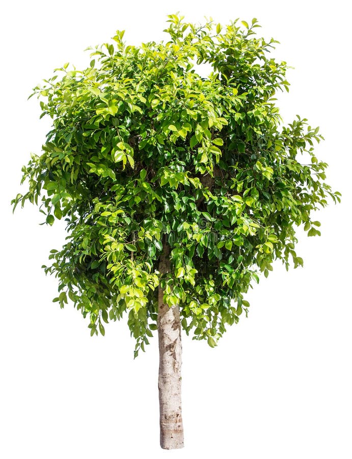 310 Ficus Cutout Stock Photos - Free & Royalty-Free Stock Photos from ...