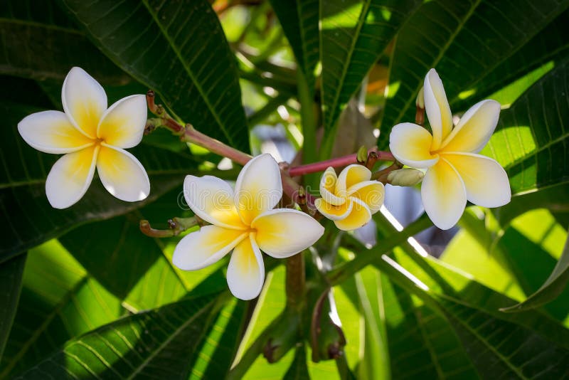 Ficus Tree Flowers, Summer, Tropical Outdoor Stock Image - Image of ...