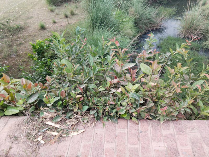 Ficus Tree Growing on the Bridge Wall. Selective Focus on Subject Stock ...