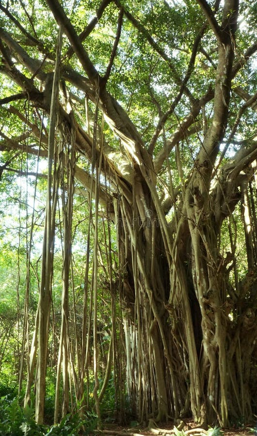 Ficus Tree, Hawaii stock photo. Image of ficus, vacation - 49037272