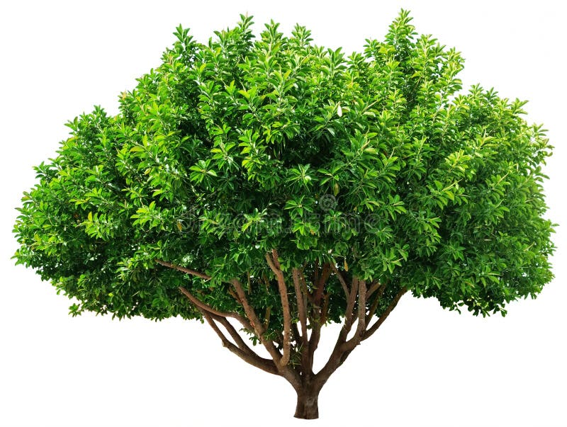 Ficus Tree Isolated on White Background. File Contains Clipping Path ...