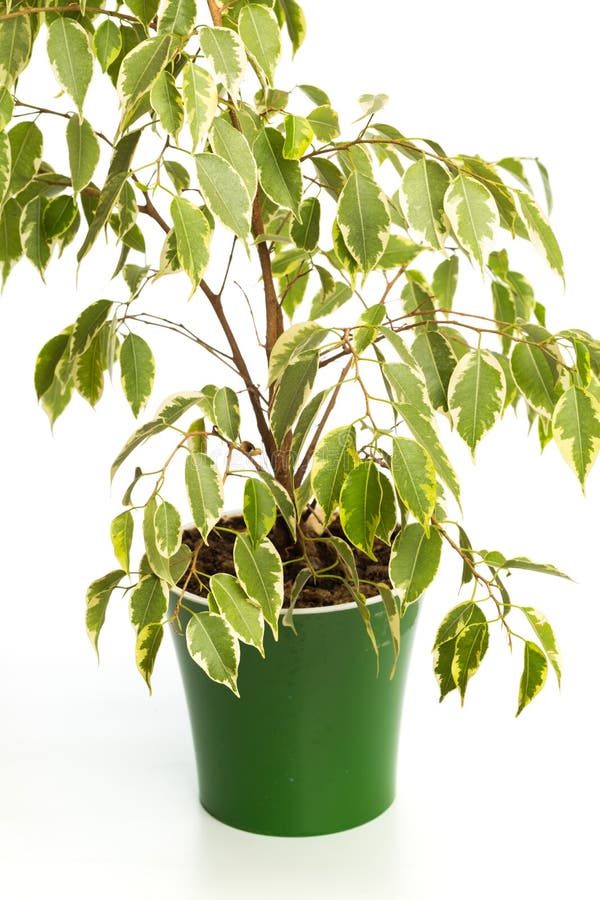 Ficus Tree Isolated on White Background Stock Image - Image of garden ...
