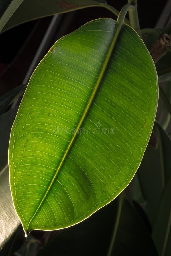 Ficus tree leaf stock image. Image of macro, clean, closeup - 114685511