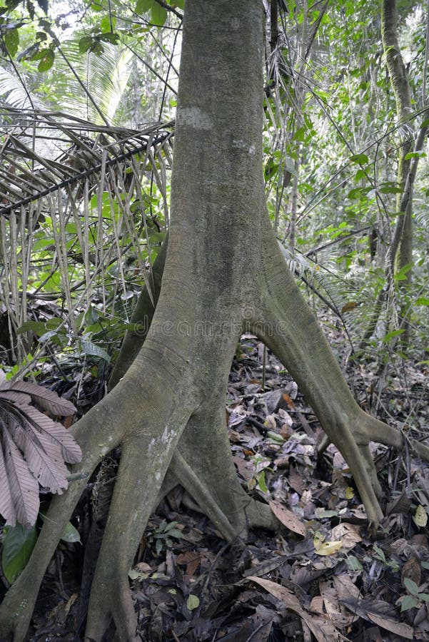 Ficus tree orellana foto de archivo. Imagen de amazonas - 213772894