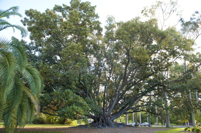 Ficus Tree Botanical Garden Sydney, Royal Botanic Gardens Sydney ...