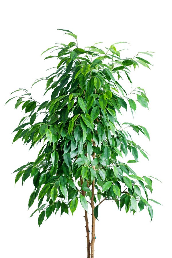 Ficus in pot. stock image. Image of room, home, plant - 2123647