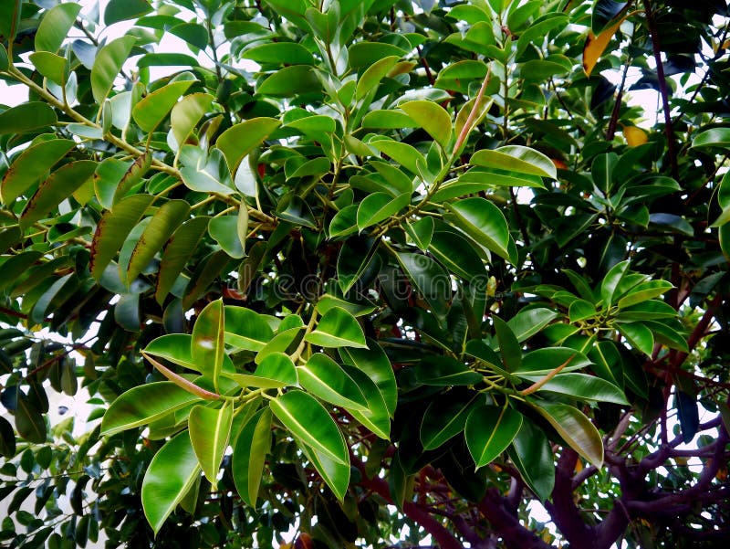 Ficus Tree Roots with Branches and Leaves in the Garden Stock Image ...