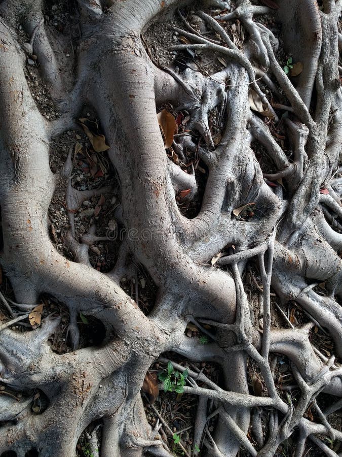 Ficus Tree roots stock image. Image of nature, growing - 84868099