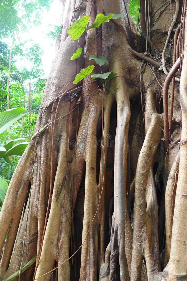 Sacred Figs Stock Photos - Free & Royalty-Free Stock Photos from Dreamstime