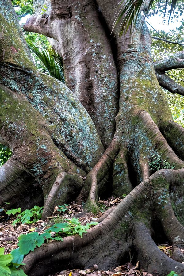 Ficus tree roots stock photo. Image of intertwining - 362834282