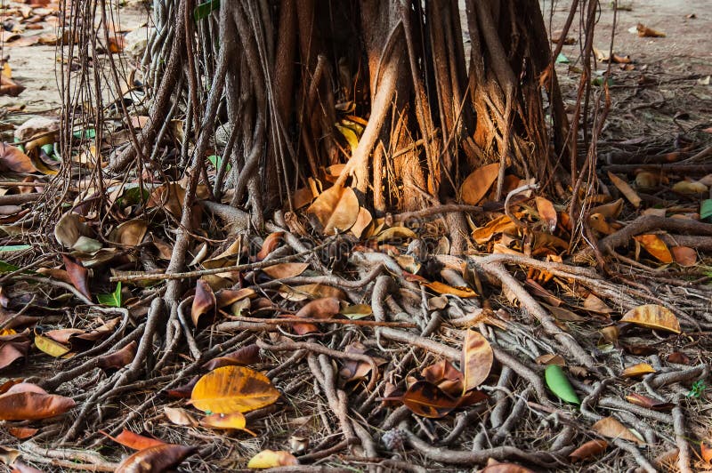 Ficus Tree Roots in park stock image. Image of branch - 118196325