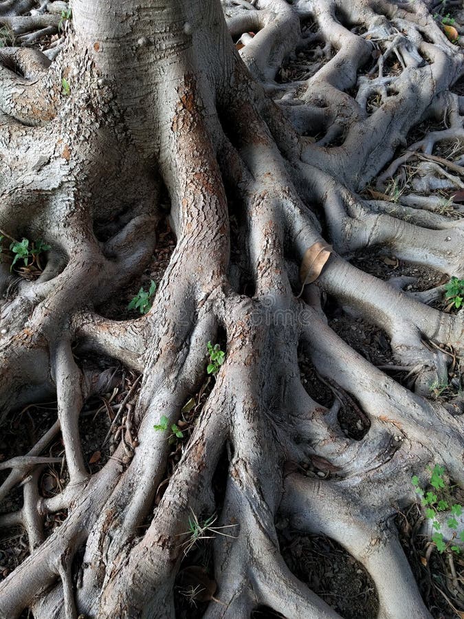 Ficus Tree roots. Spain stock photo. Image of huge, benjamina - 84837998