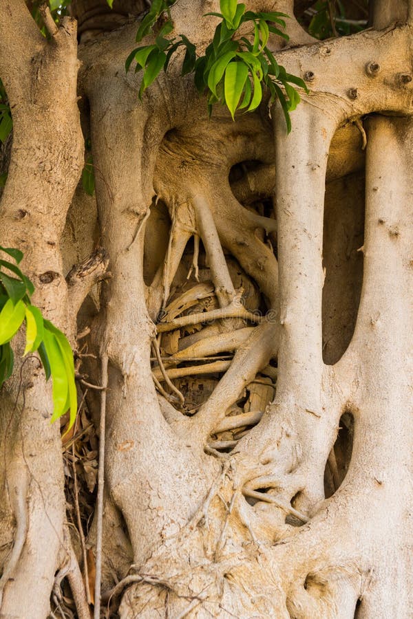 Ficus Tree stock photo. Image of vertical, botanical - 151199742