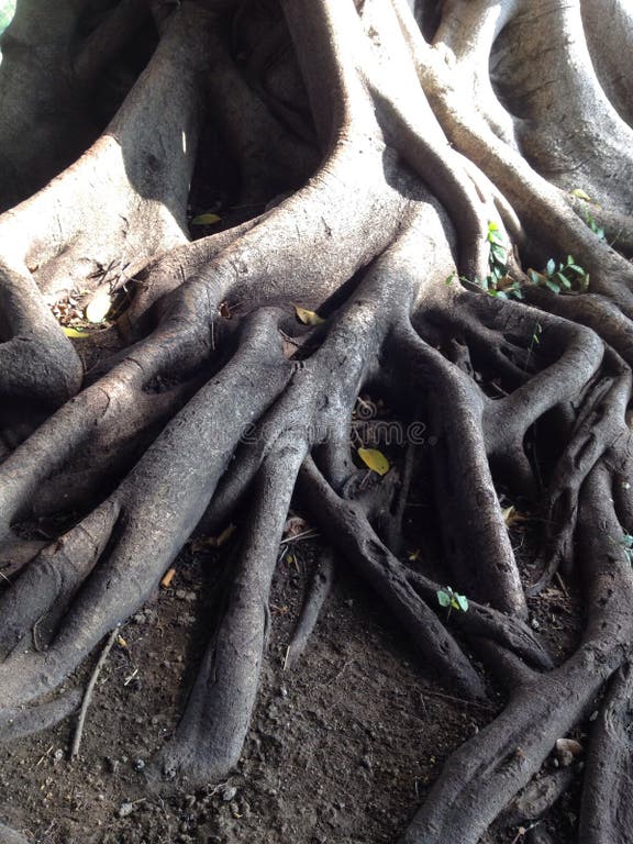 Ficus tree with sunshine stock photo. Image of ficus - 48022642