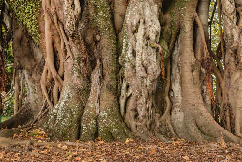Ficus Tree Trunk and Aerial Roots Stock Image - Image of twisted, bark ...