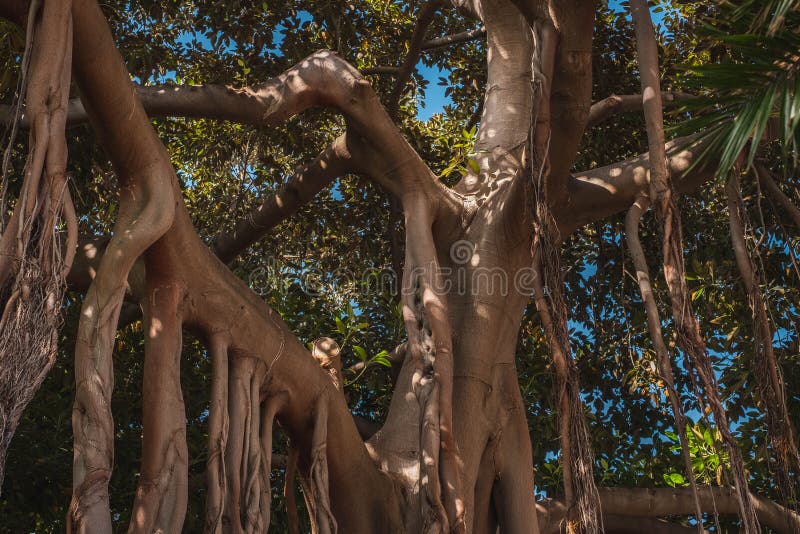 Ficus Tree Trunk, Air Roots in Tropical Forest Stock Photo - Image of ...