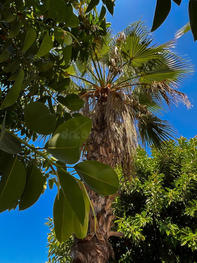 Ficus Tree With Young Green Leaves Natural Tropical Tree Background Stock Image Image Of