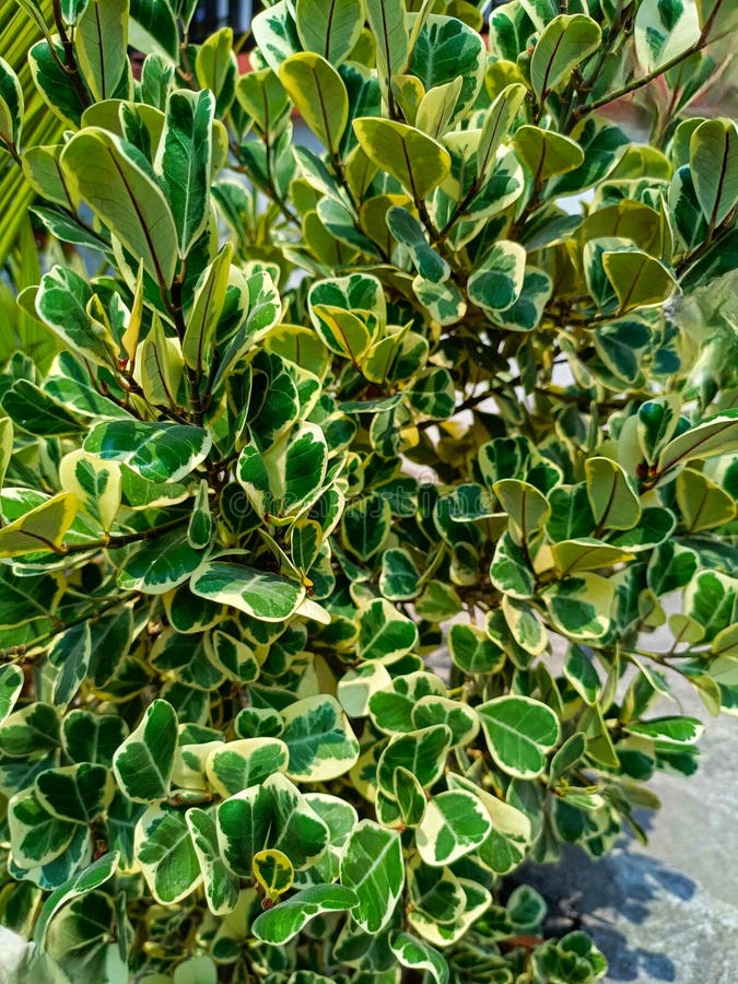 Ficus Triangularis Variegata. Stock Photo - Image of produce, ficus ...