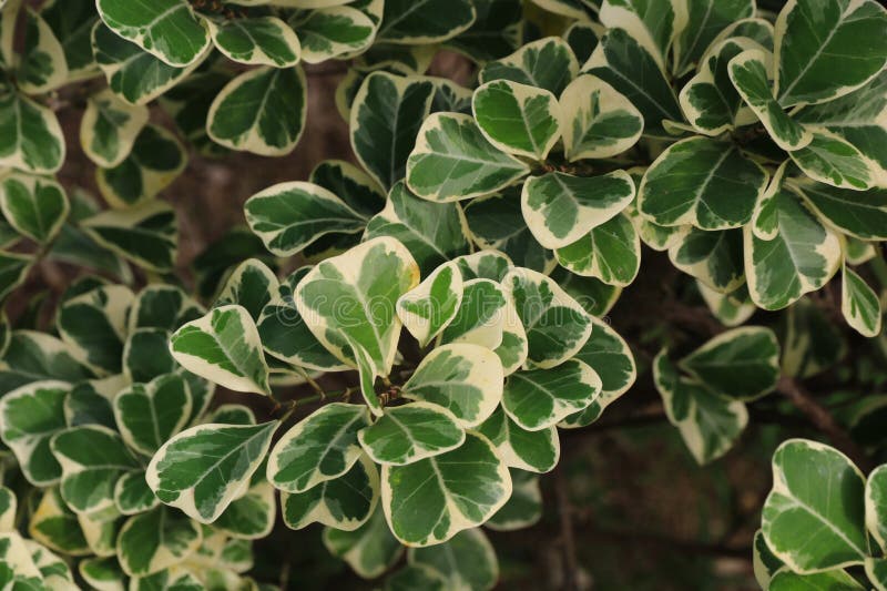 Ficus Triangularis Variegata, Green Plant Stock Photo - Image of plants ...