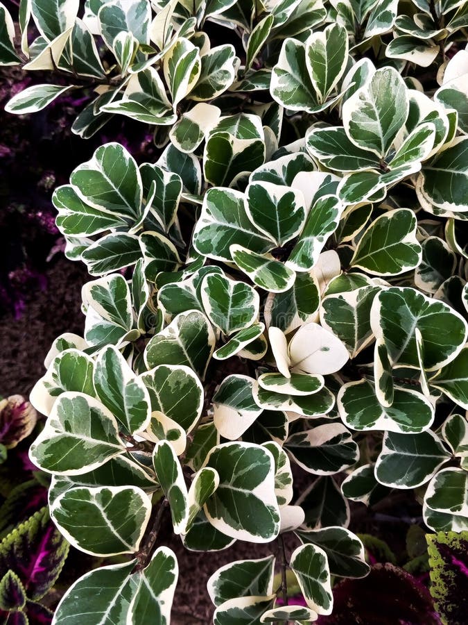 Ficus Variegata Plant in a Pretty Garden Stock Photo - Image of ...