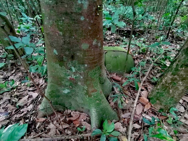 Ficus variegata tree roots stock photo. Image of nature - 231454738