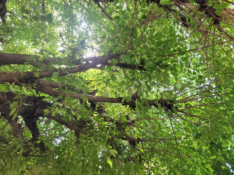 Ficus virens tree leaves stock photo. Image of deciduous - 275699786