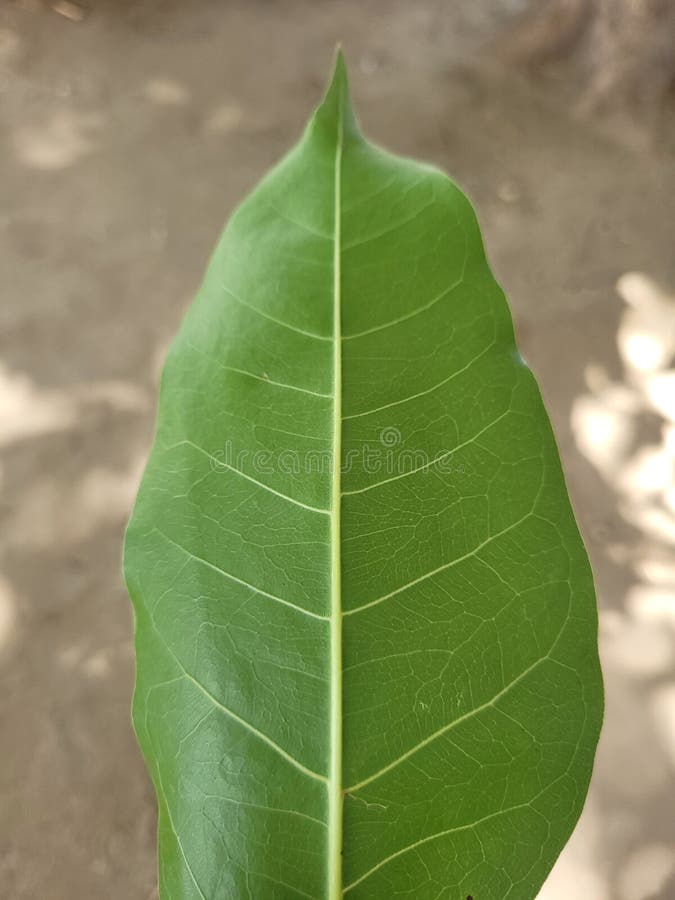 Ficus virens tree leaves stock photo. Image of pilkhan - 275701574