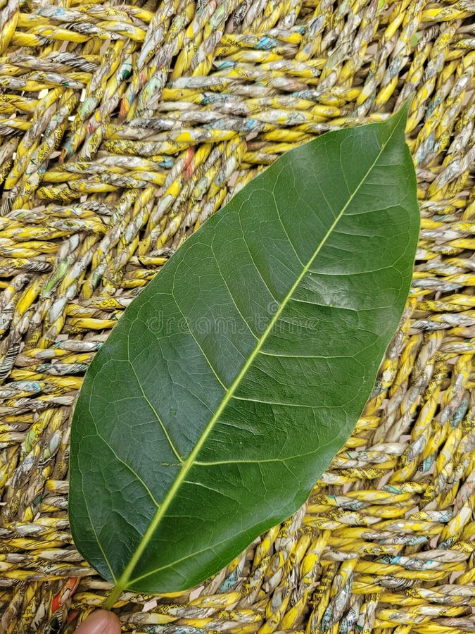 Ficus virens tree leaves stock photo. Image of sunlight - 275701638