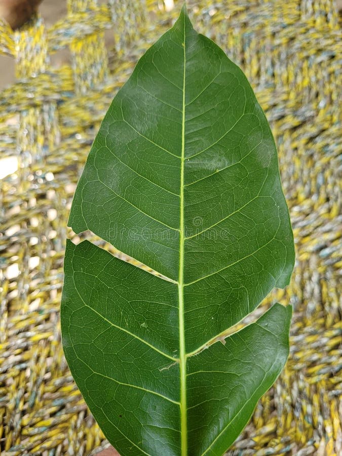 Ficus virens tree leaves stock image. Image of ficus - 275701609
