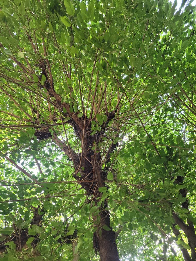 Ficus virens tree leaves stock photo. Image of virens - 275699752