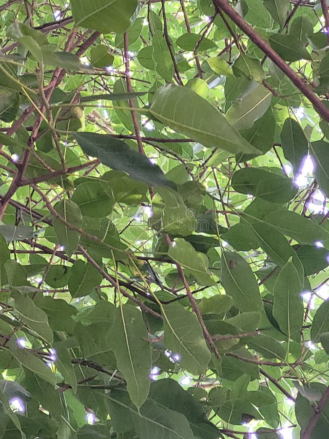 Ficus Virens Tree Leaves Stock Image Image Of Plant 275700401