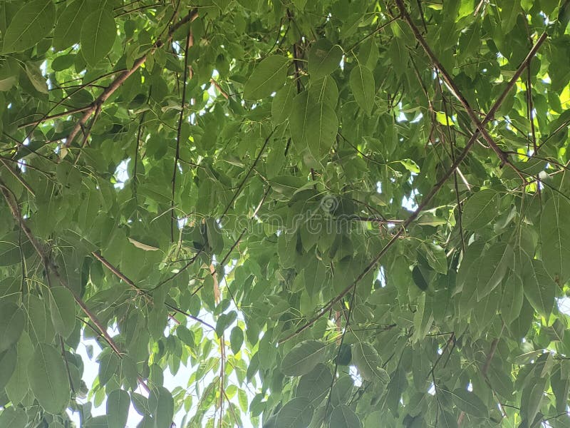 Ficus virens tree leaves stock photo. Image of pilkhan - 275700454
