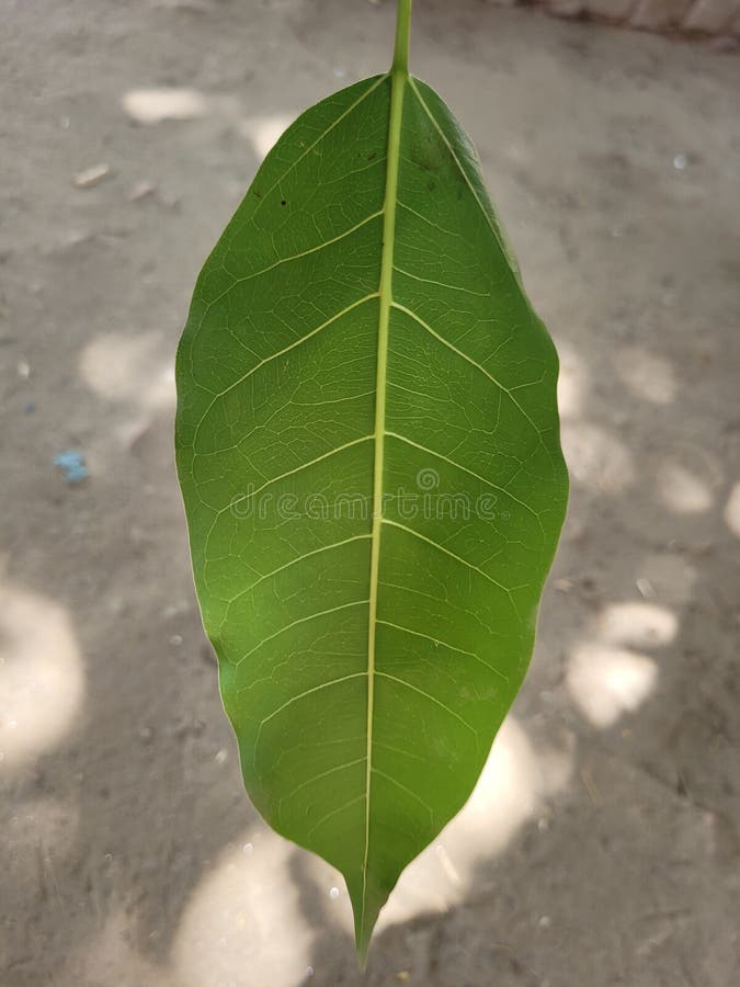 Ficus virens tree leaves stock photo. Image of leaf - 275700862