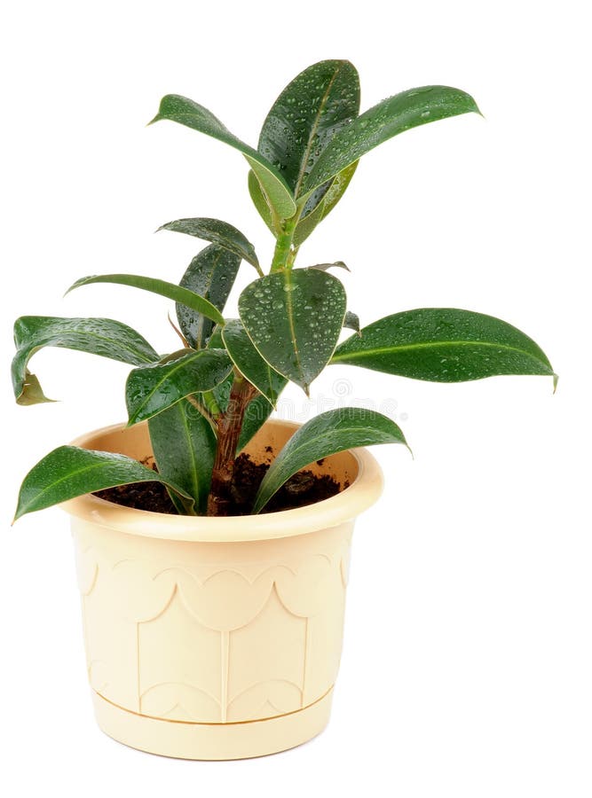 Cross Plant Pot Section Stock Photos - Free & Royalty-Free Stock Photos ...