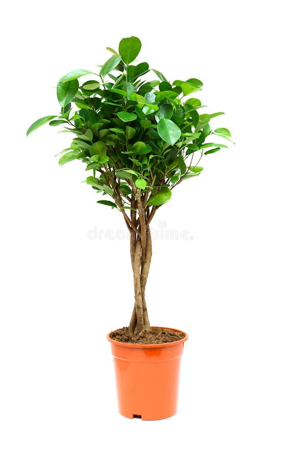 Ficus on White stock image. Image of ficus, twig, gardening - 65696861
