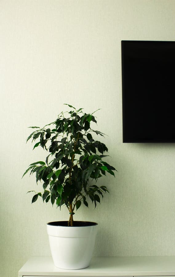 Ficus in a White Pot at Home Stock Image - Image of interior, black ...
